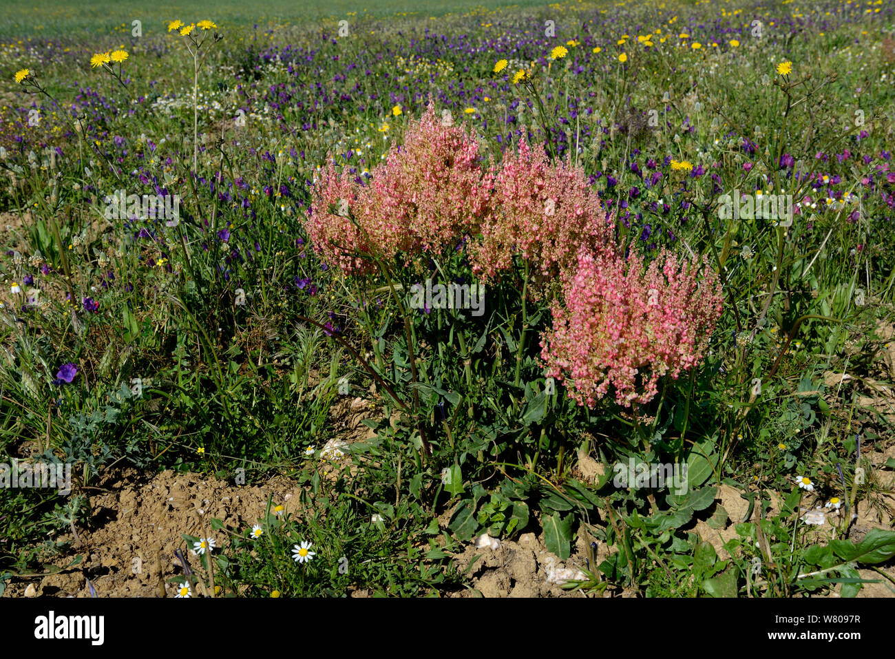 Curly dock hi-res stock photography and images - Alamy