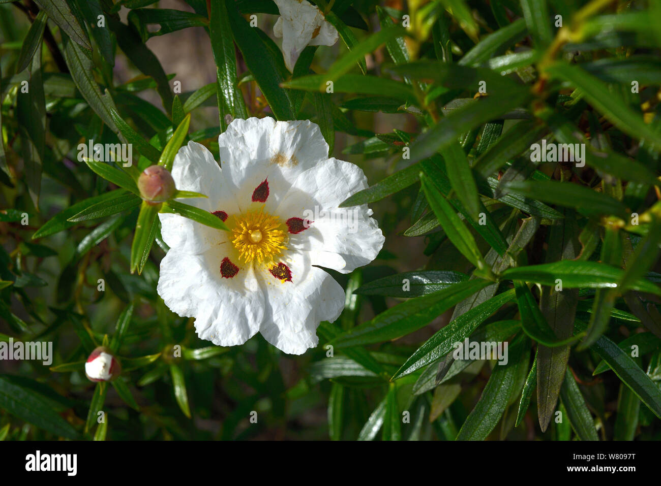 Cistus ladanifer flower hi-res stock photography and images - Alamy
