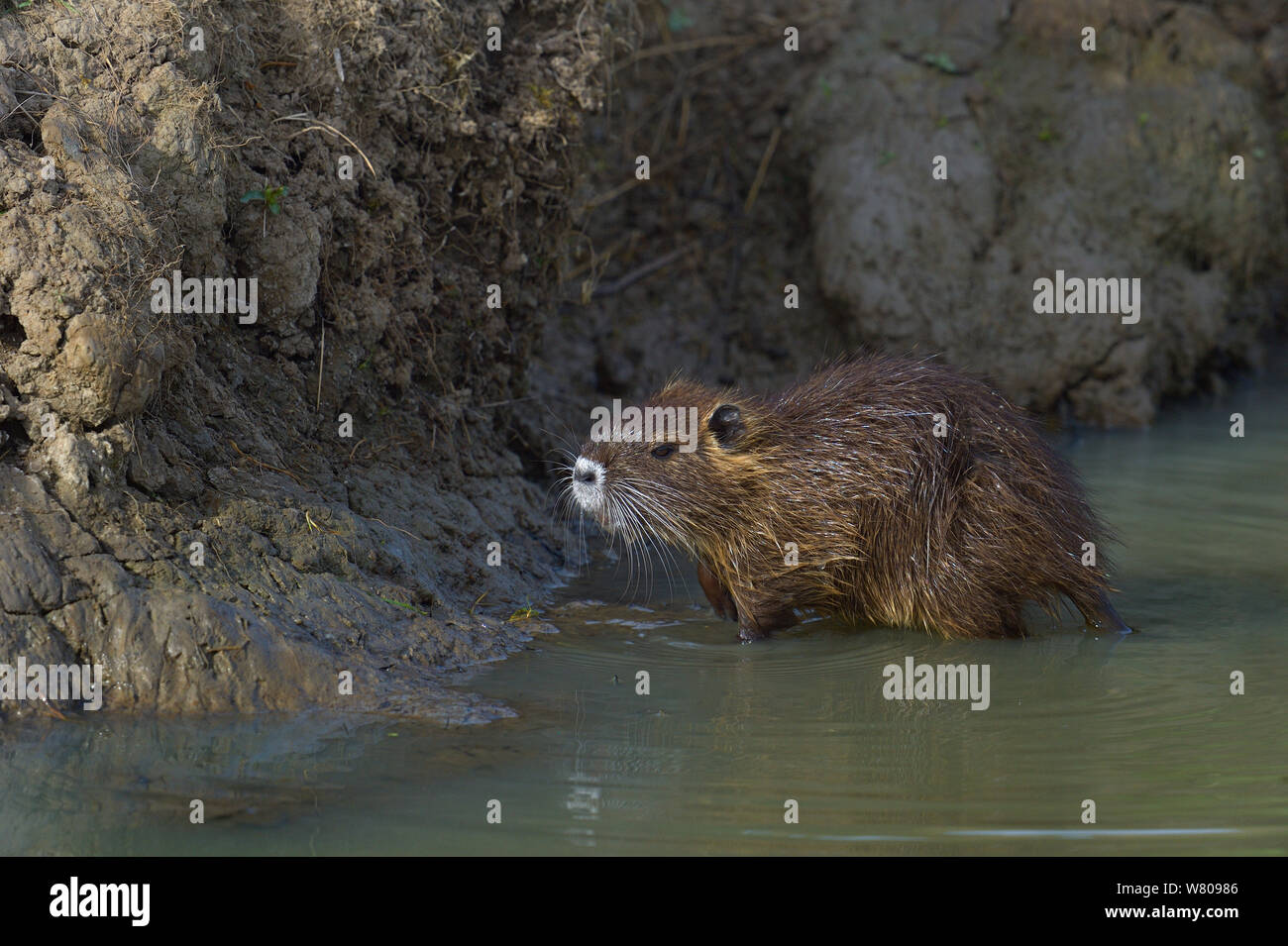 Coypu myocastor coypus introduced species hi-res stock photography and ...
