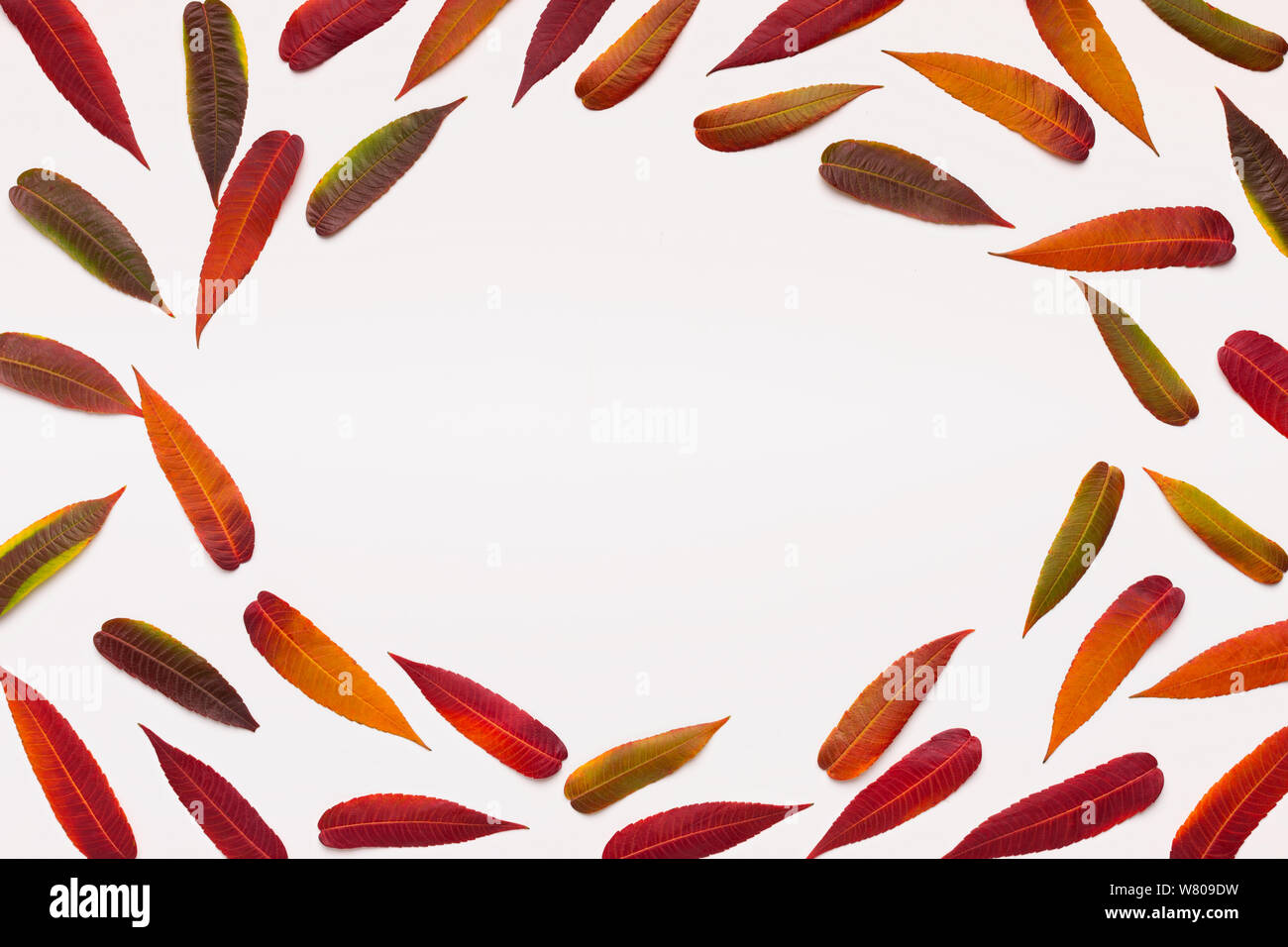 Oval frame for advertisement of colored willow fallen leaves Stock ...