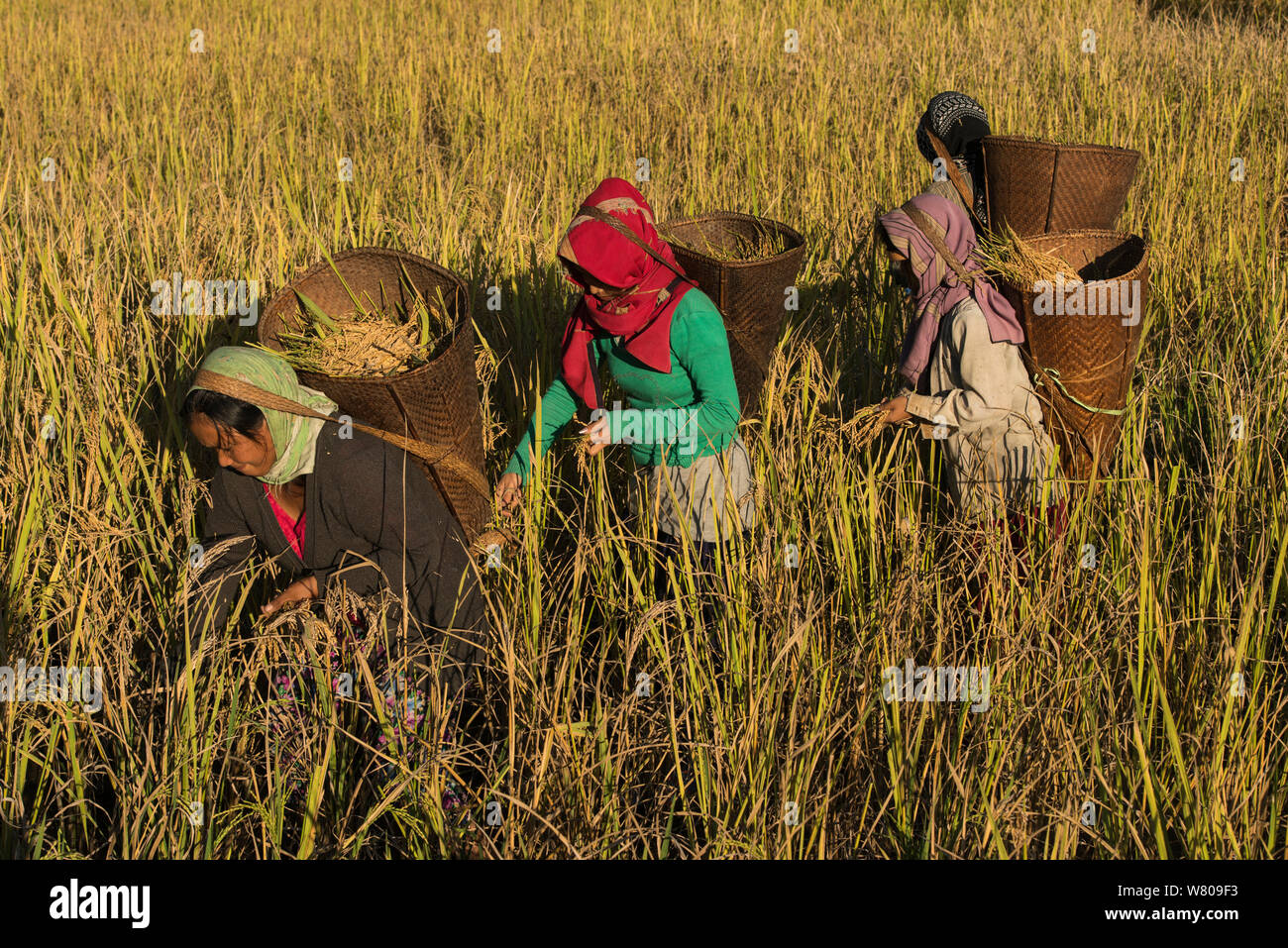 Indian woman harvesting crops hi-res stock photography and images - Alamy