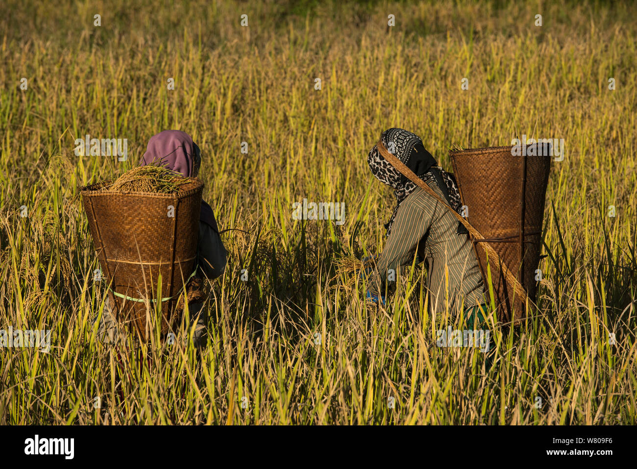 India rice basket hi-res stock photography and images - Alamy