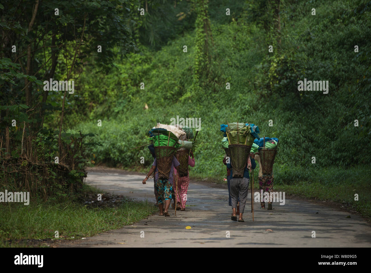 Konyak Naga rice baskets. Mon district. Nagaland, North East India ...
