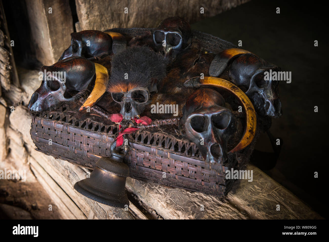 Konyak Naga head trophy basket. Decorated with Western hoolock gibbon ...