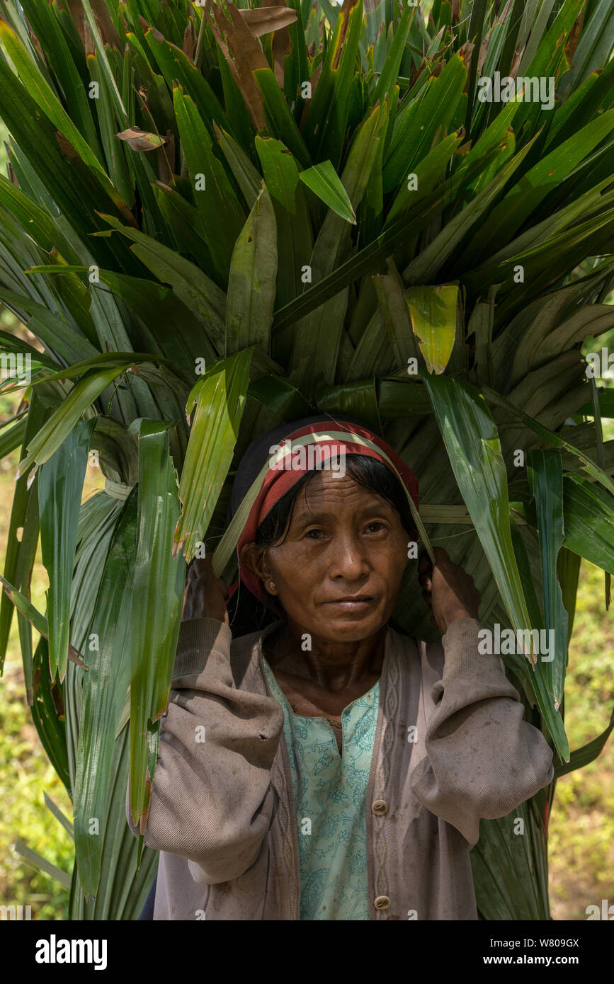 Carries leaf hi-res stock photography and images - Alamy