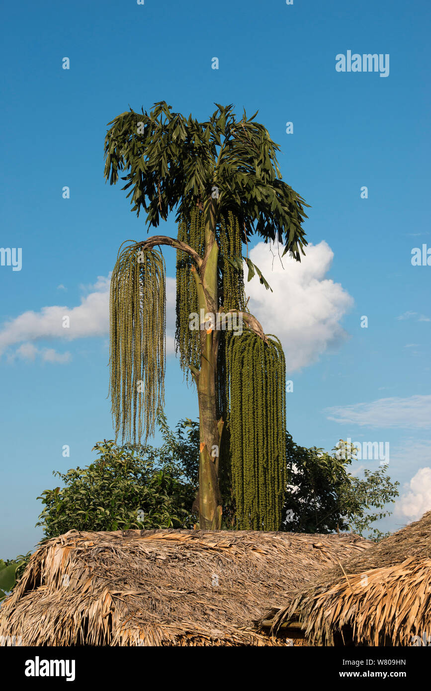 Caryota sp hi-res stock photography and images - Alamy