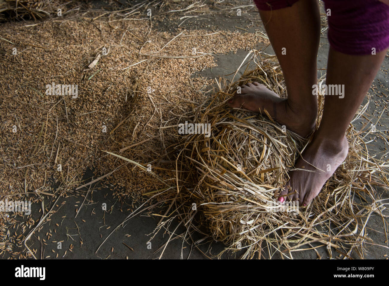 Woman winnowing rice feet hi-res stock photography and images - Alamy