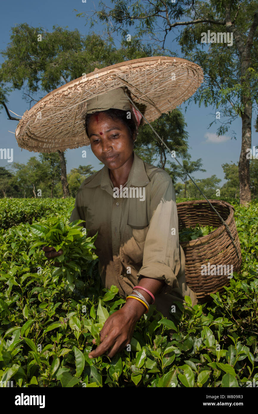 Tea picker, collecting Tea leaves (Camelia sinensis) wearing large ...