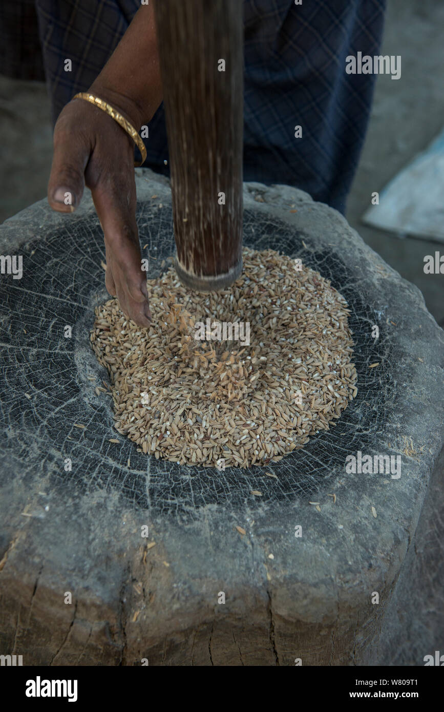 Mising woman pounding rice. Majuli Island, Brahmaputra River, Assam ...