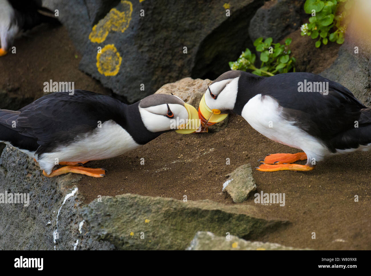 St. paul island pribilofs hi-res stock photography and images - Alamy
