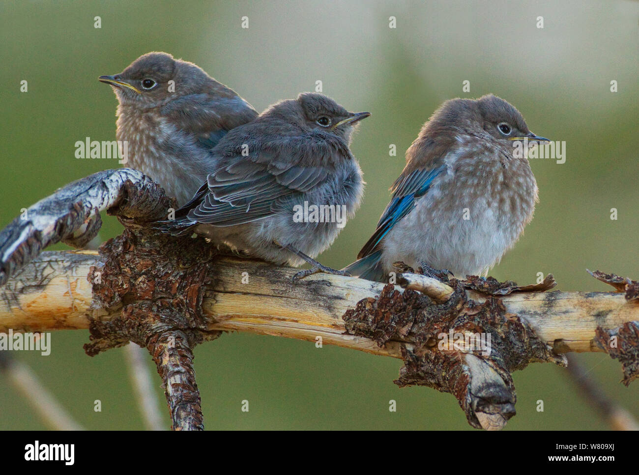 Mountain bluebirds (Sialia currucoides), three fledglings, Parker ...
