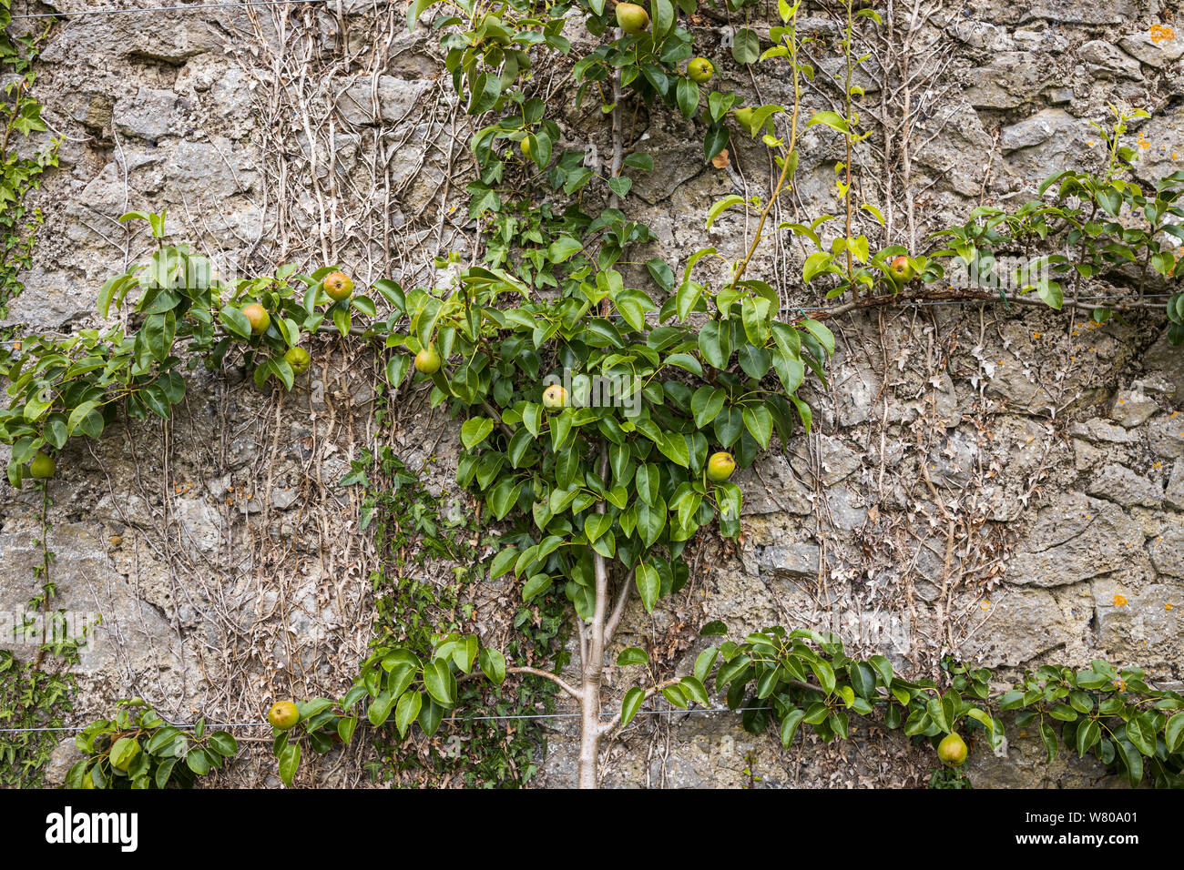 Espalier pear tree against a stone wall in a kitchen garden ...