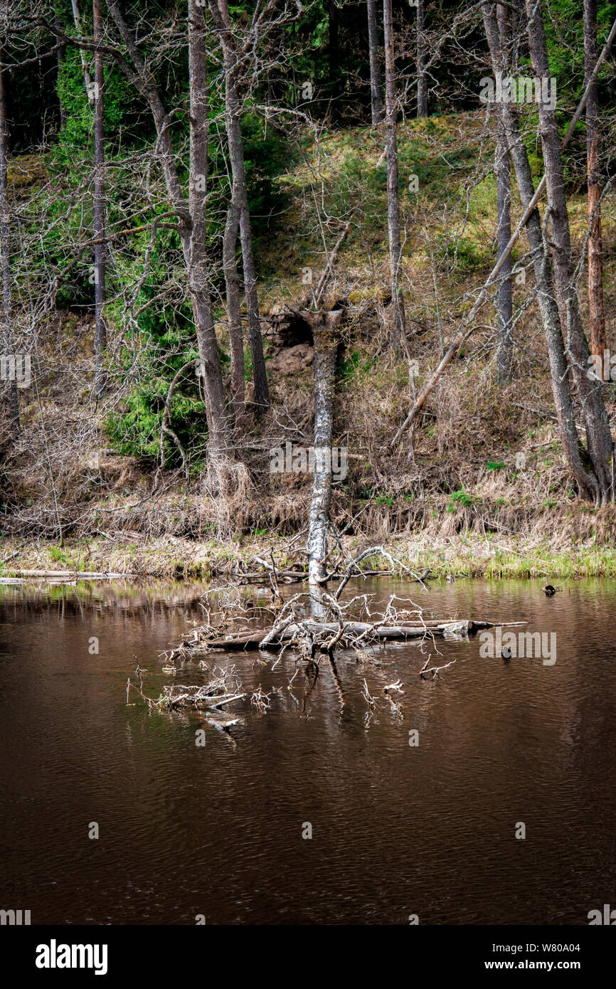 Tree has fallen into water Stock Photo - Alamy