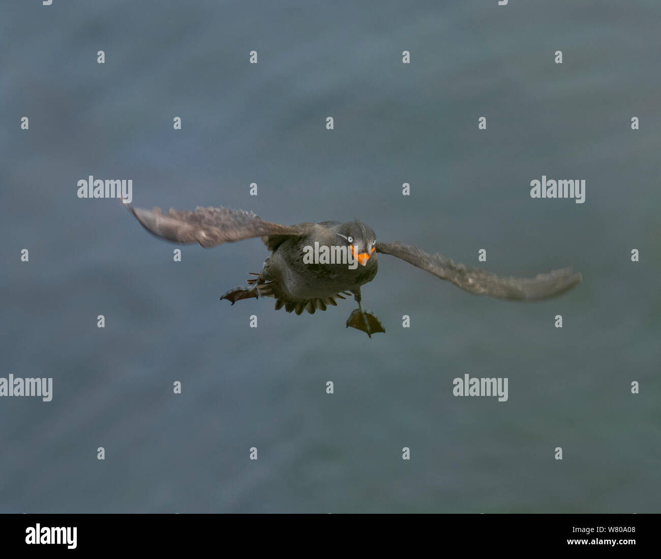 Crested auklet (Aethia cristatella) adult in breeding plumage, in ...