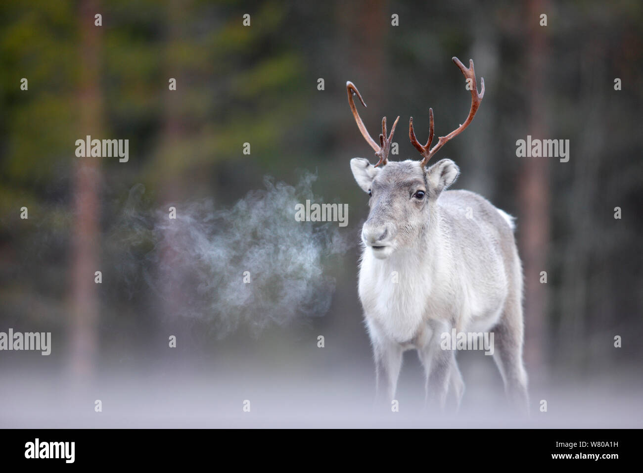 Reindeer (Rangifer tarandus) breathing in cold air, Kuusamo, Finland ...