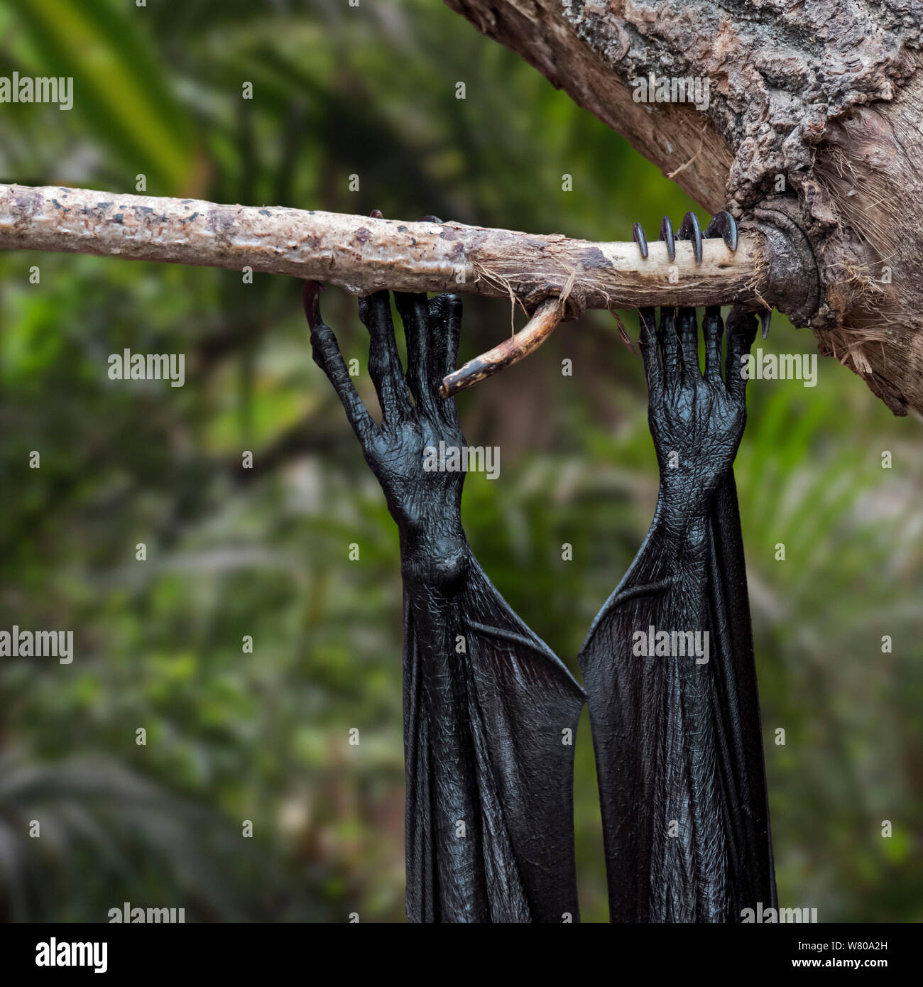 Lyle's flying fox (Pteropus lylei) native to Cambodia, Thailand and ...