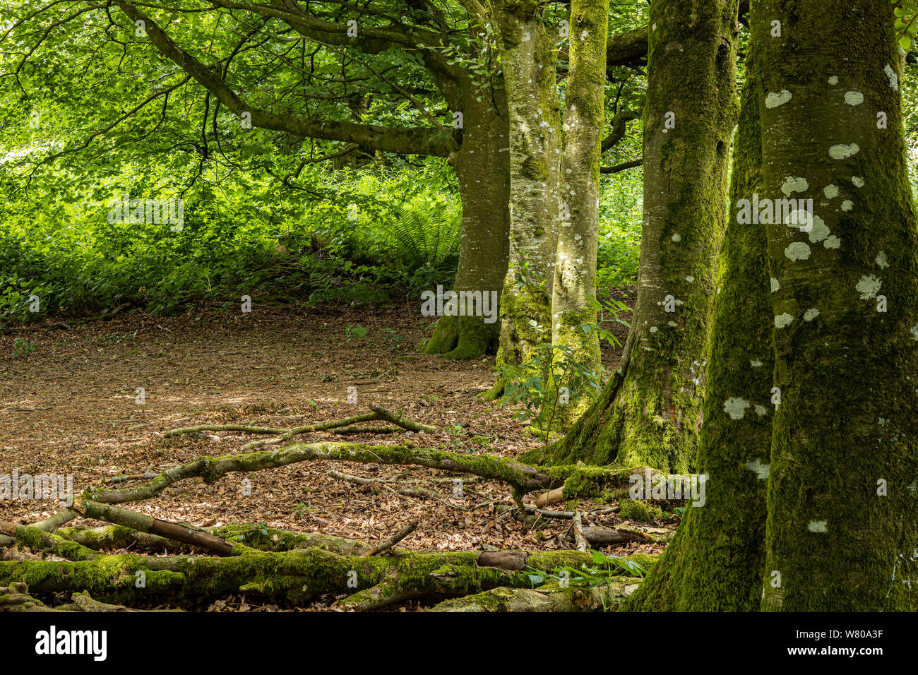 Woodland walk through an avenue of trees at Russborough House and ...