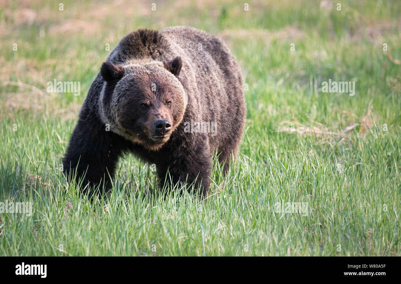 Grizzly bear in the wild Stock Photo - Alamy