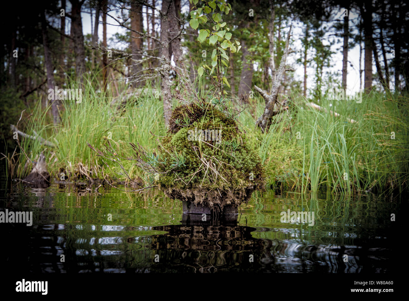 Grassy island in swamp lake Stock Photo - Alamy