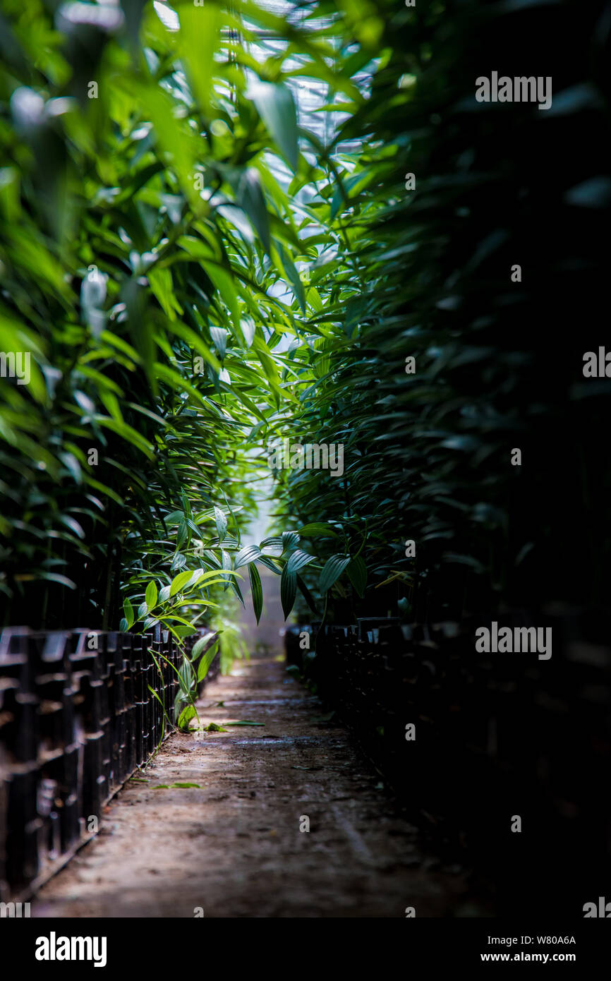 Low level bushes hi-res stock photography and images - Alamy