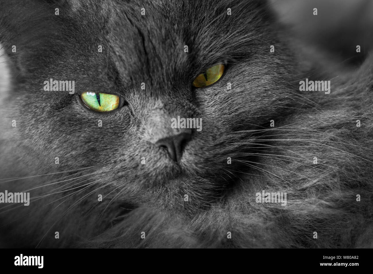 Head and face of long haired British Blue Cat - monochrome image with ...