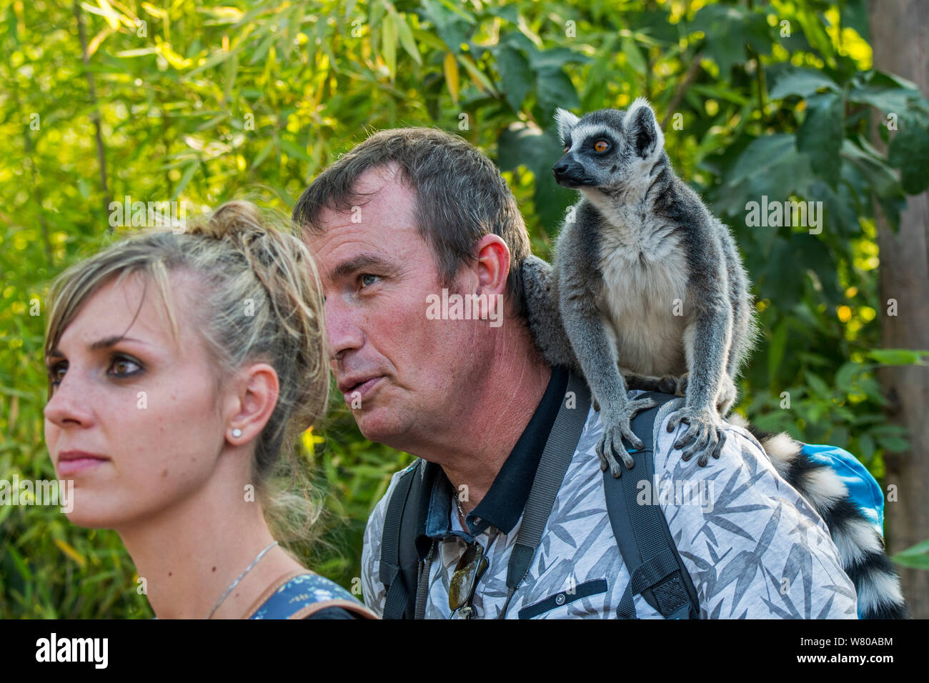 Visitor with tame ring-tailed lemur (Lemur catta) on shoulder in zoo ...