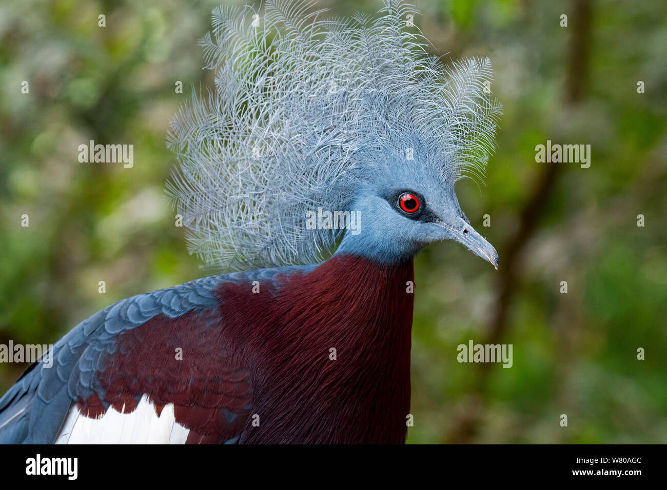 Sclater's crowned pigeon (Goura sclaterii) terrestrial pigeon native to ...