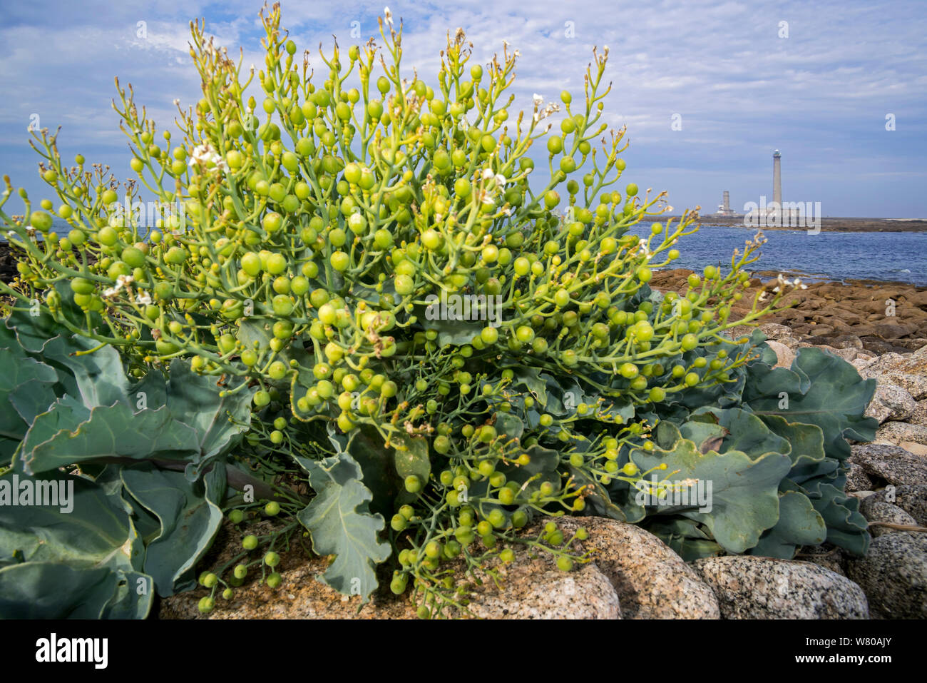 Wildflower seed pods hi-res stock photography and images - Alamy
