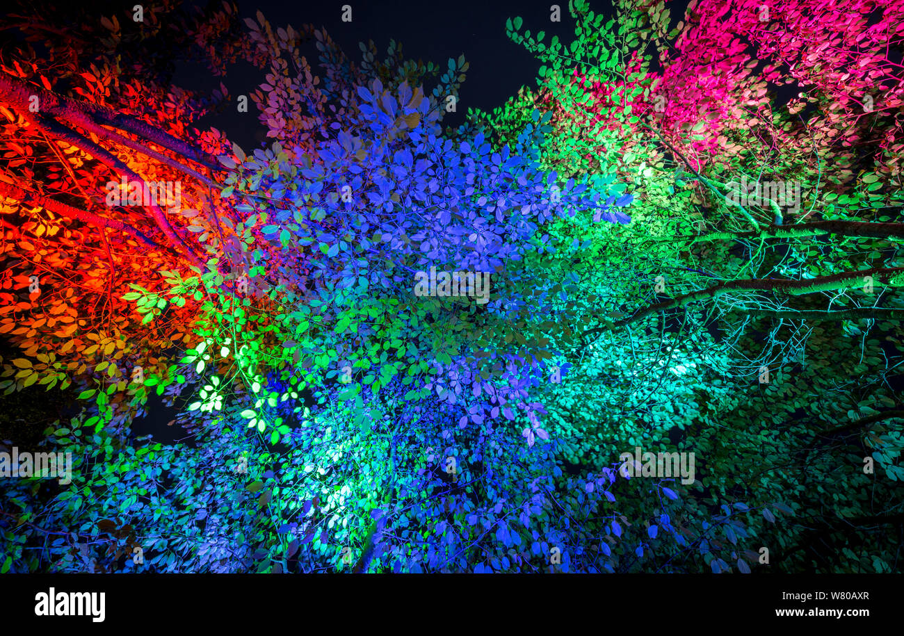 Lit up trees hi-res stock photography and images - Alamy