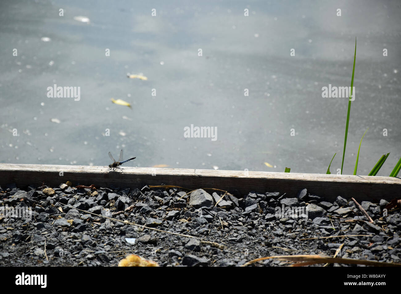 Small dragonfly flying around over a pond in Europe Stock Photo - Alamy