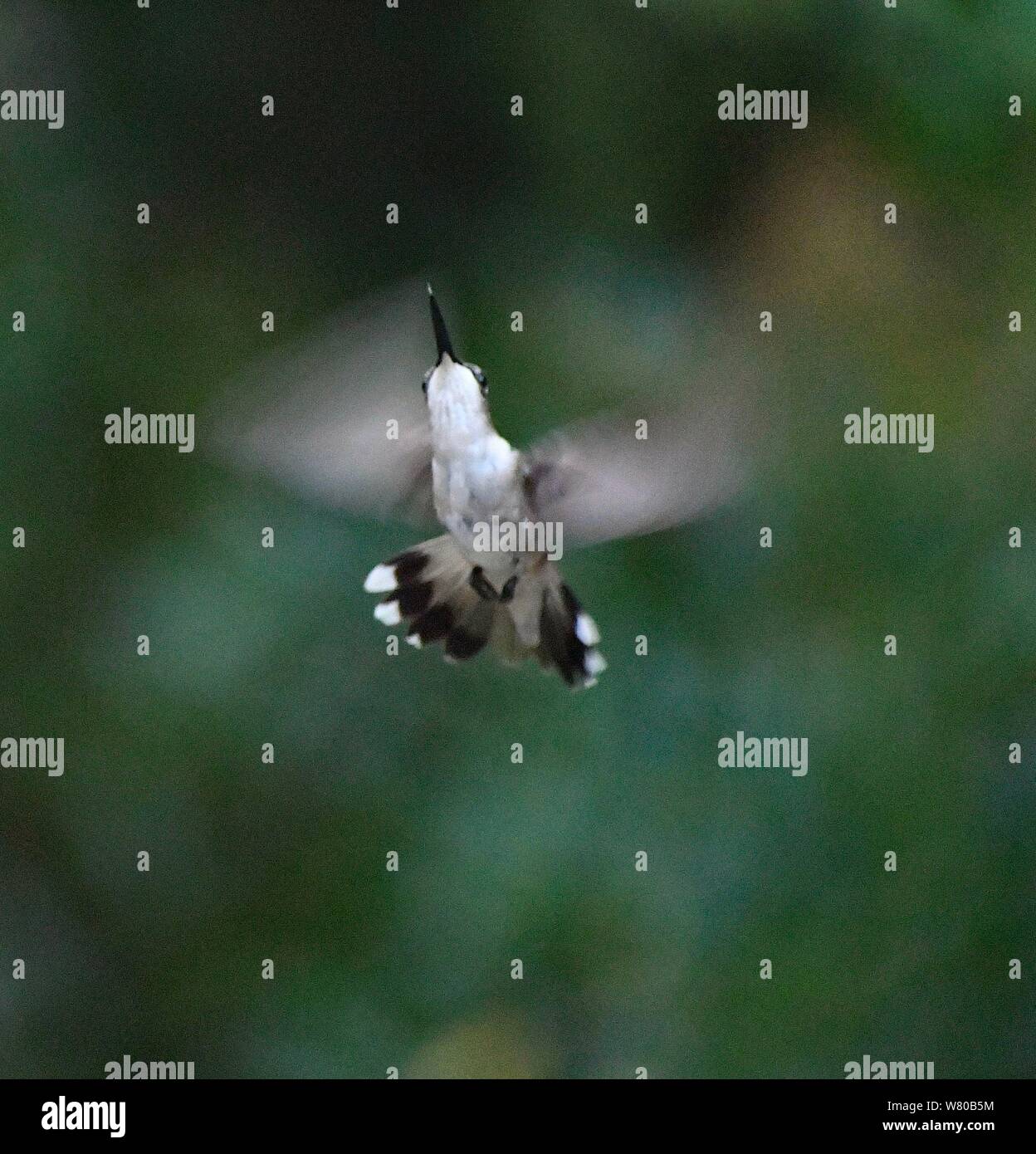 hummingbird, hummingbirds in flight Stock Photo - Alamy