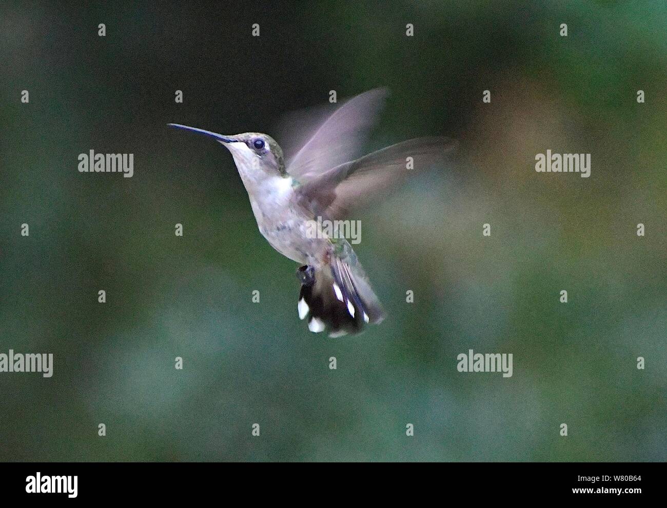 hummingbird, hummingbirds in flight Stock Photo - Alamy