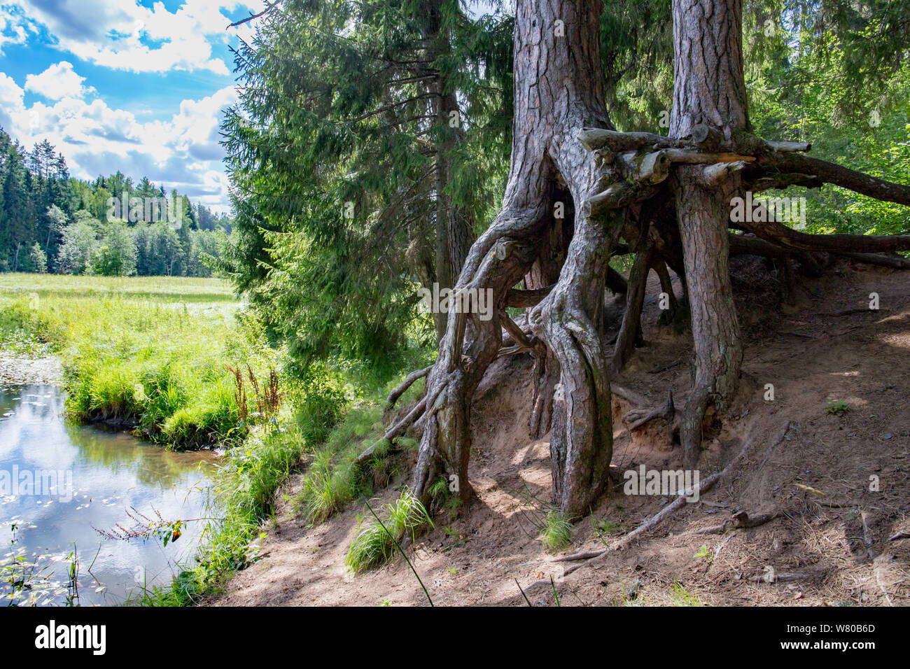 Old Devils tree near river Stock Photo - Alamy