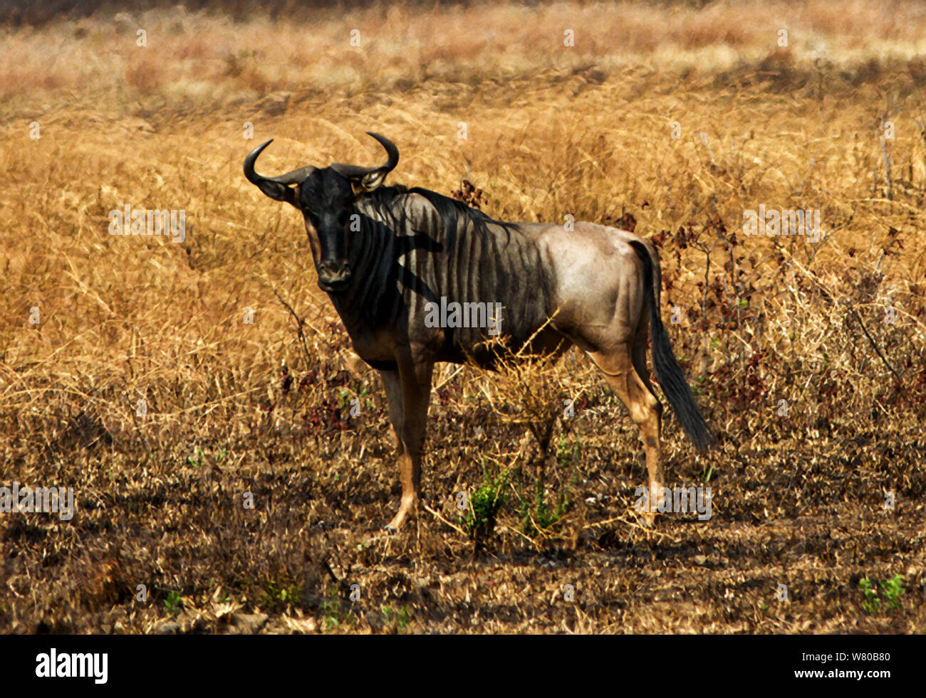 Wildebeest running male hi-res stock photography and images - Alamy