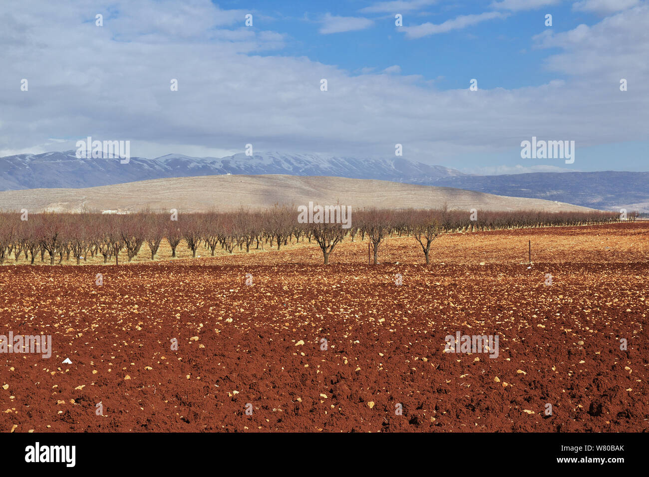 Nature in Bekaa Valley of Lebanon Stock Photo - Alamy