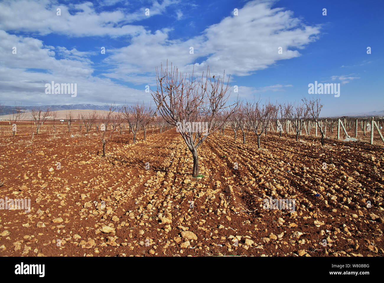 Nature in Bekaa Valley of Lebanon Stock Photo - Alamy