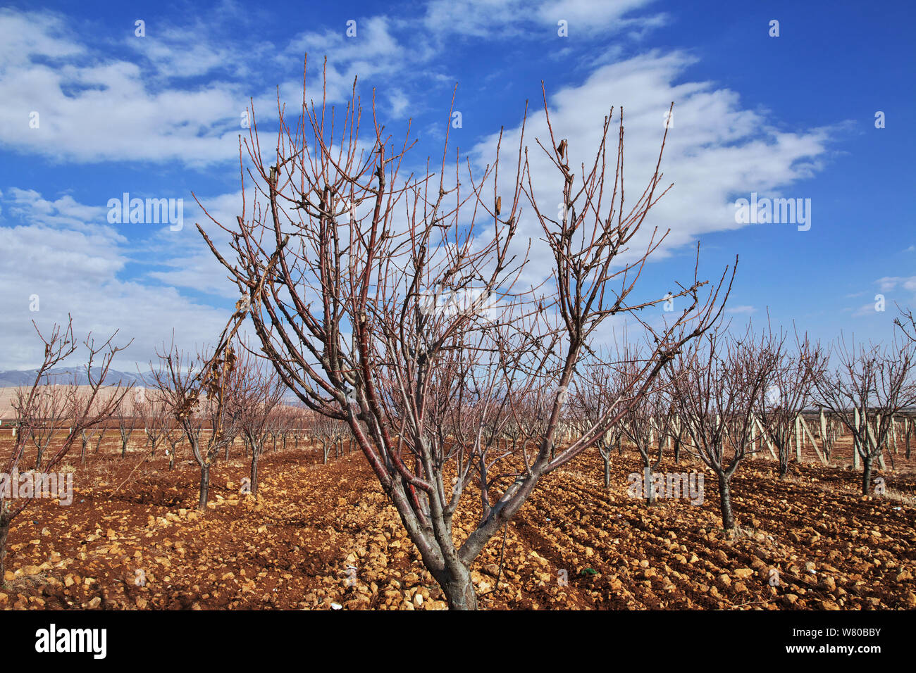 Nature in Bekaa Valley of Lebanon Stock Photo - Alamy