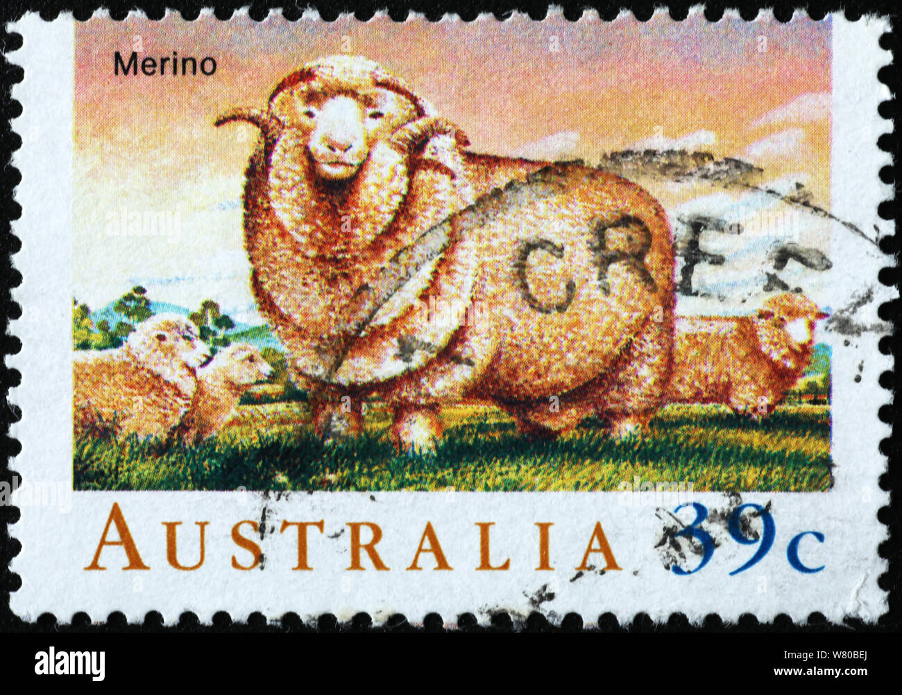 Australian merino sheep hi-res stock photography and images - Alamy