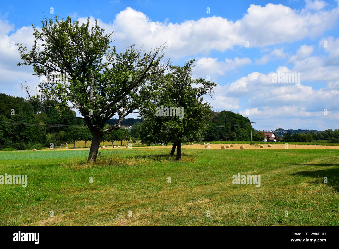 German landscape - Trees, fields, meadows and a blue sunny sky Stock ...