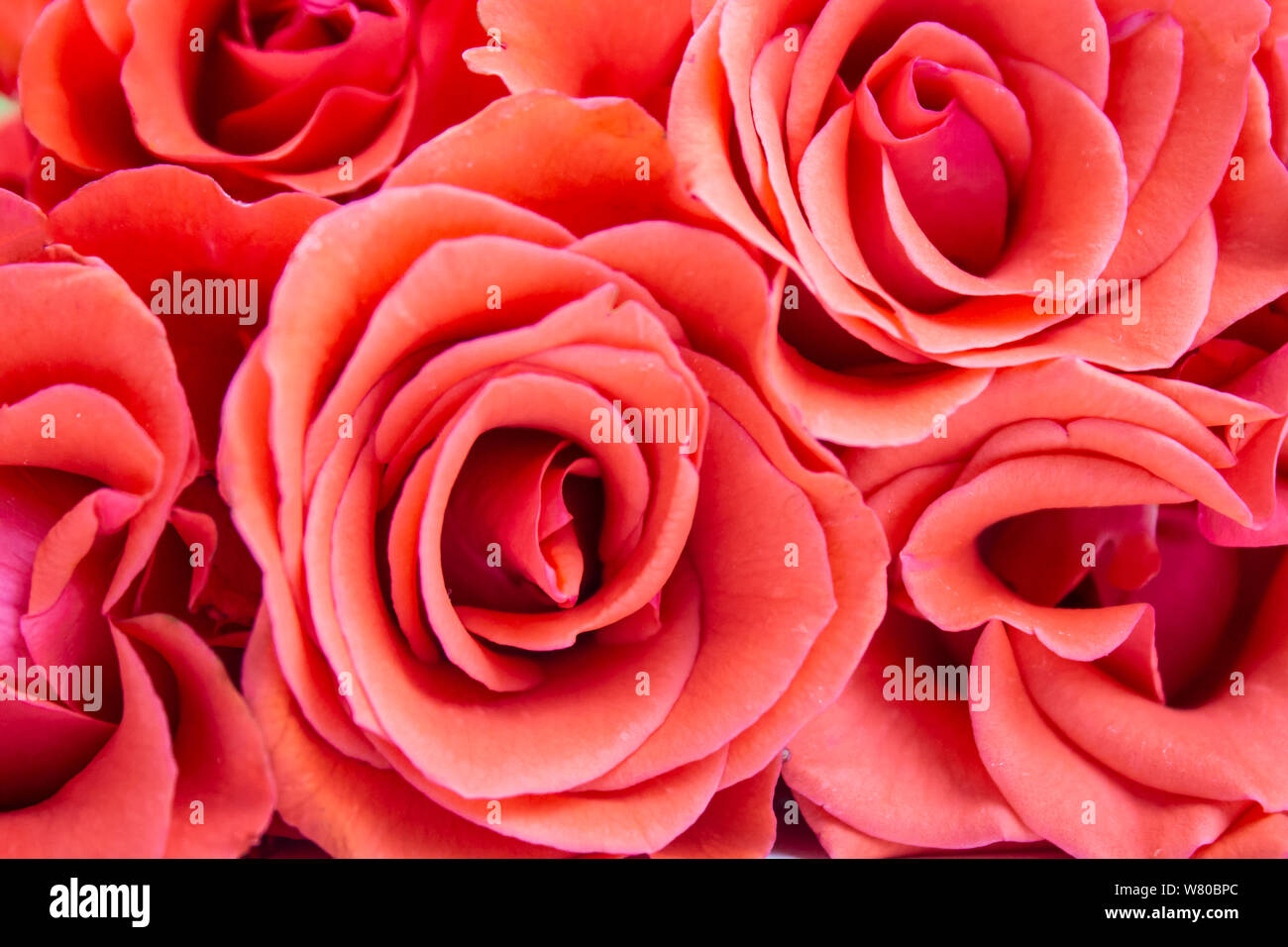 Beautiful rose flower in garden. Rose flower background. Roses flower ...
