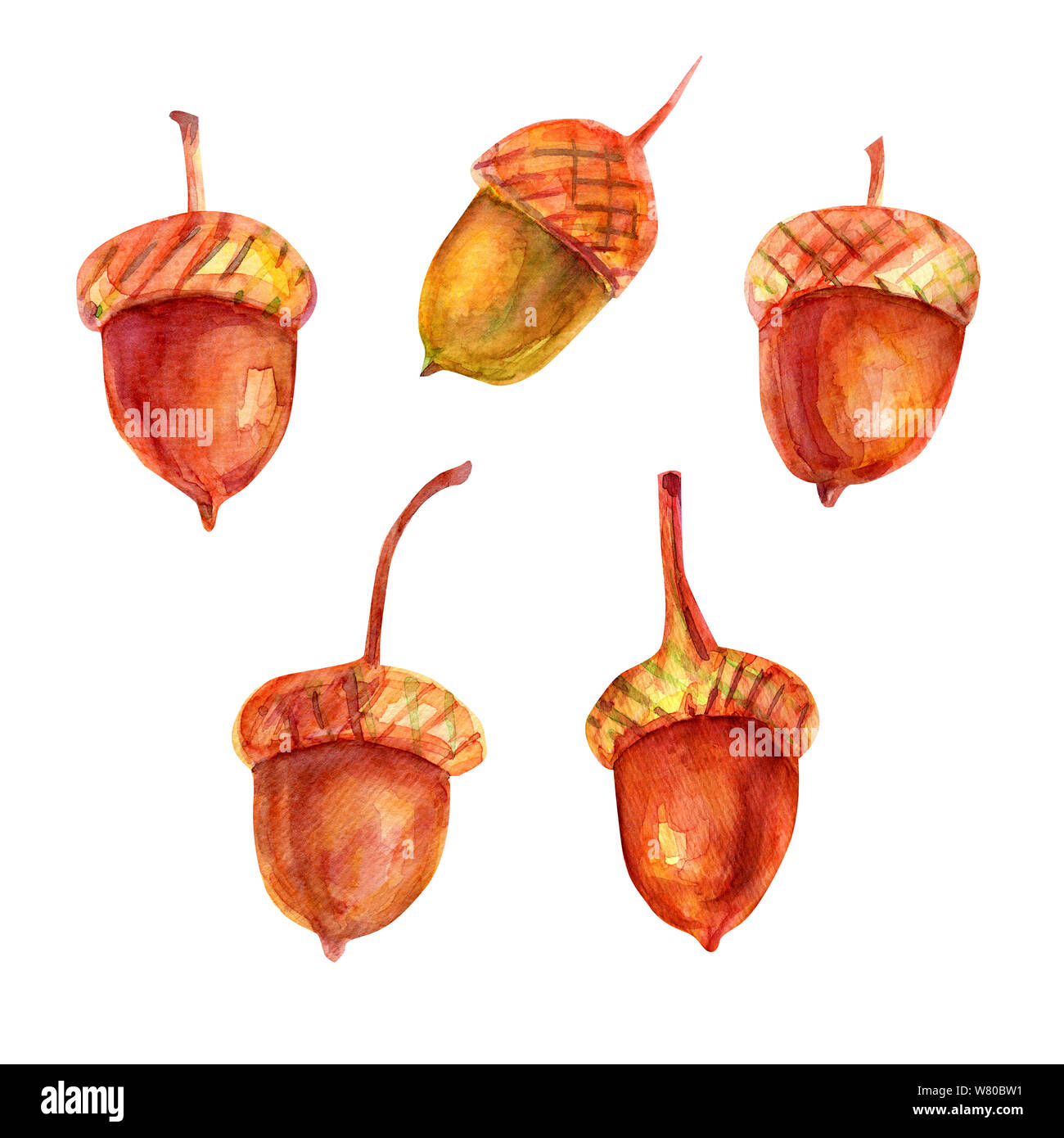 Acorns in red oak Cut Out Stock Images & Pictures - Alamy