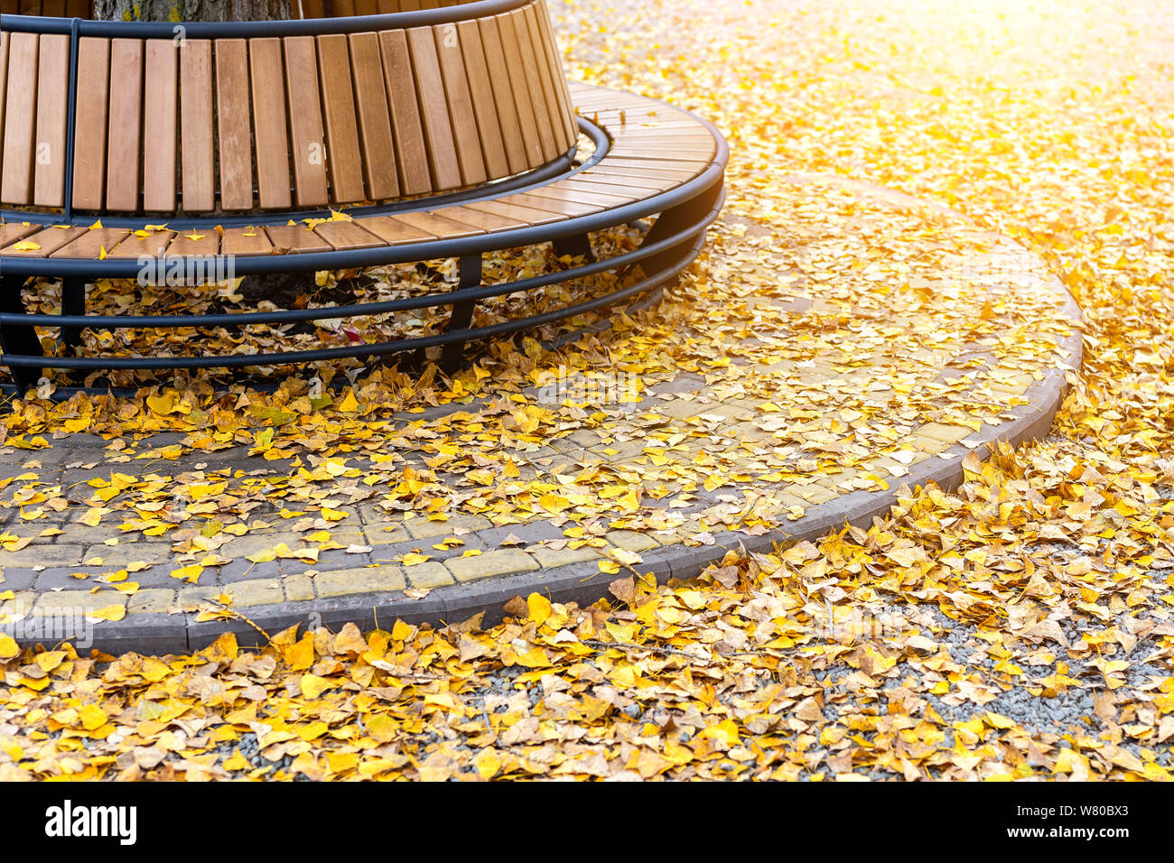Modern wooden circle shaped bench installed around tree in city park or ...