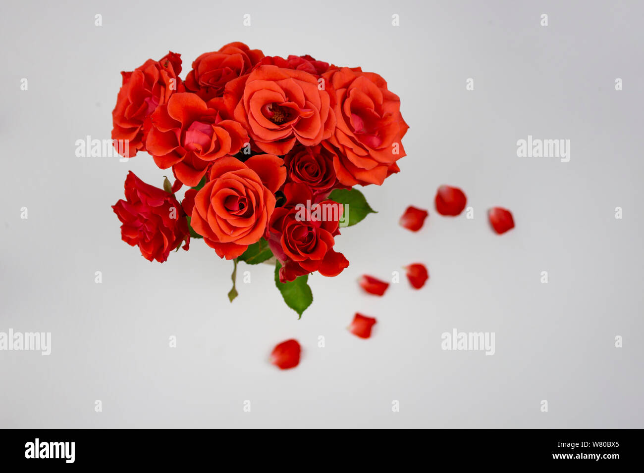 Beautiful rose flower in garden. Rose flower background. Roses flower ...