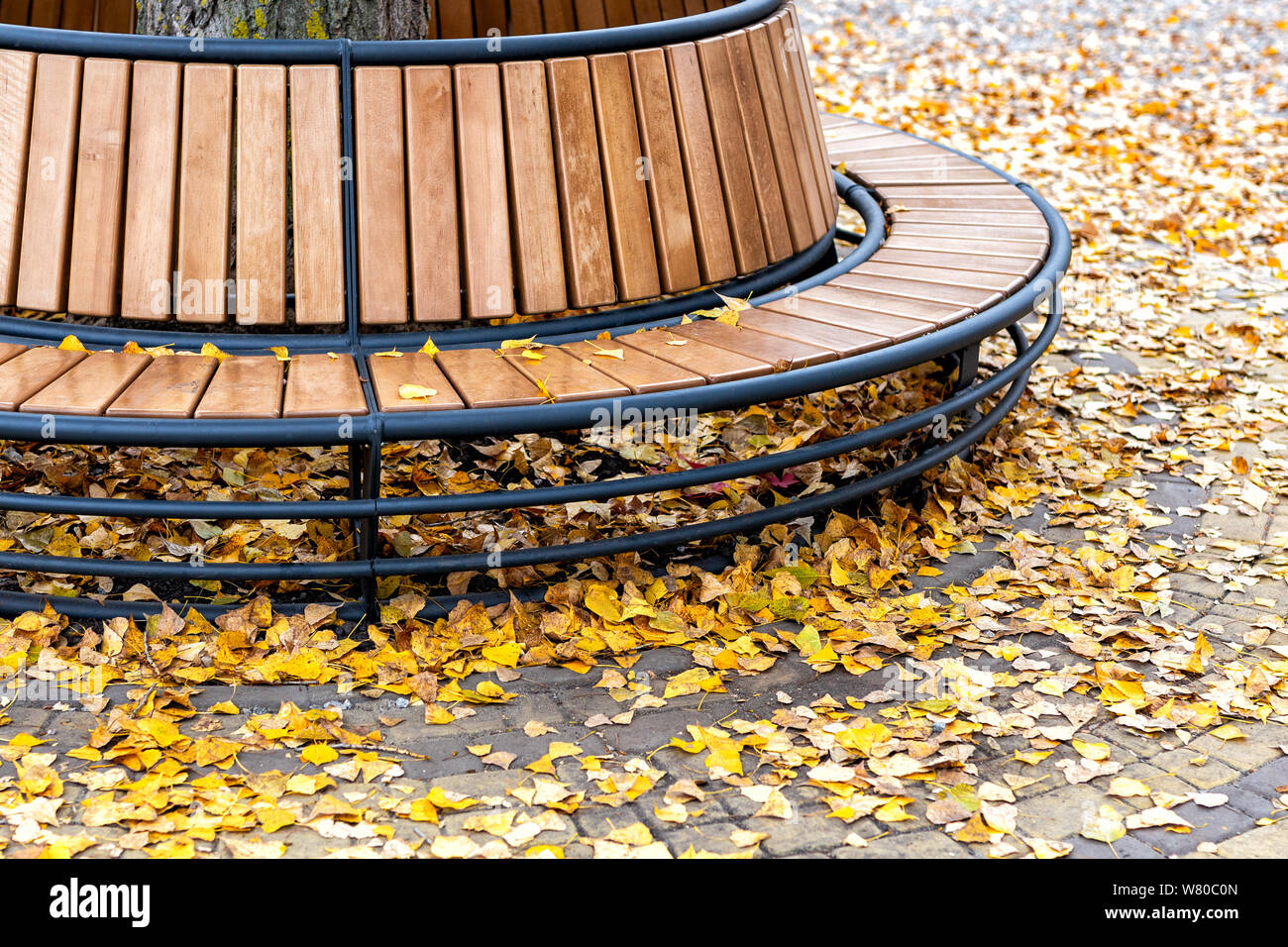 Modern wooden circle shaped bench installed around tree in city park or ...