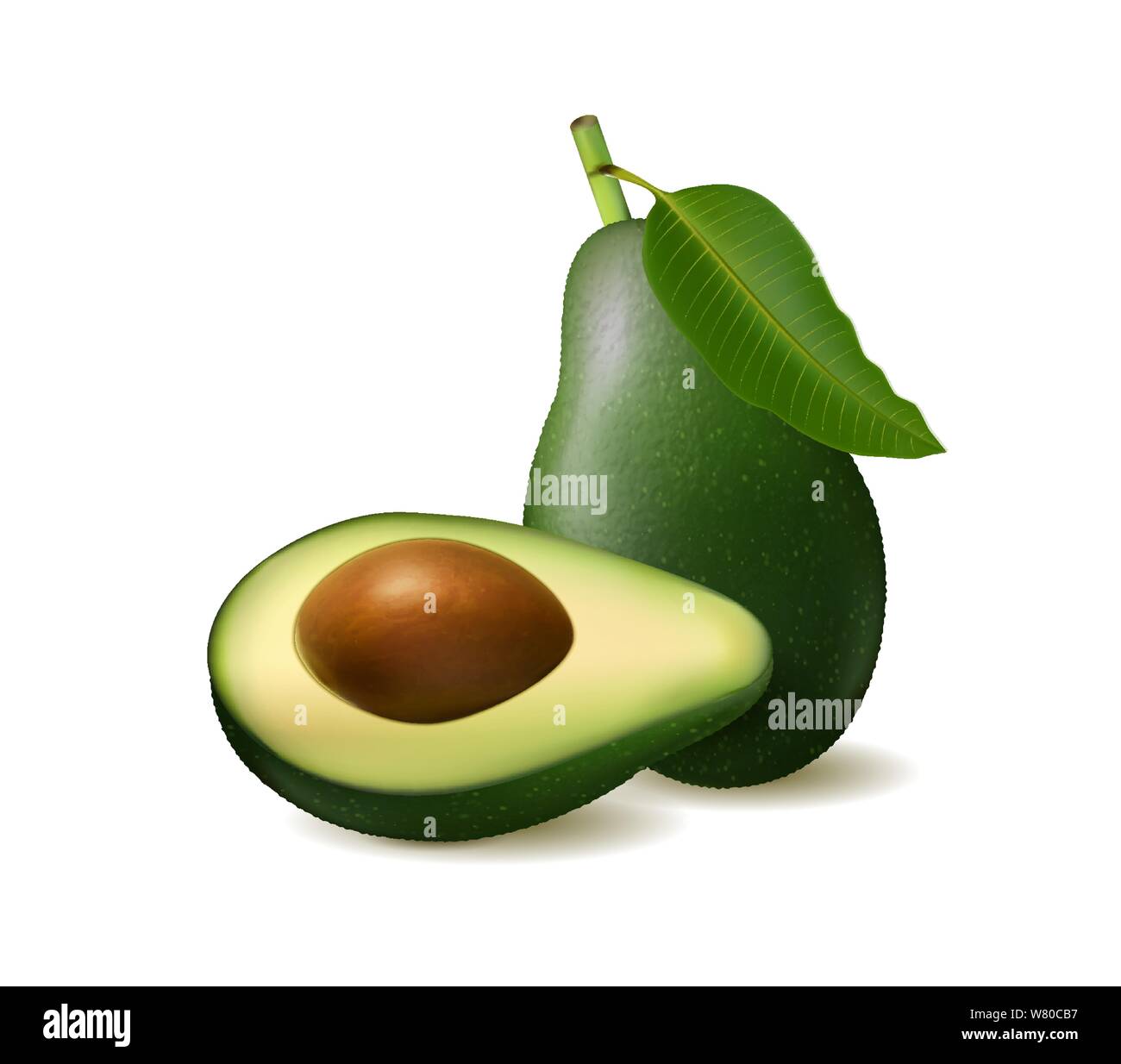 Realistic detailed avocado illustration, isolated on white background ...