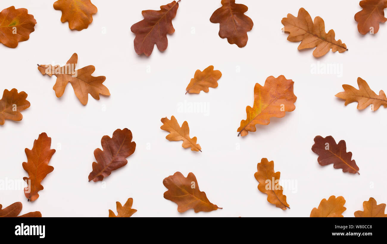 Flat lay of dead acorn brown leaves on white background Stock Photo - Alamy