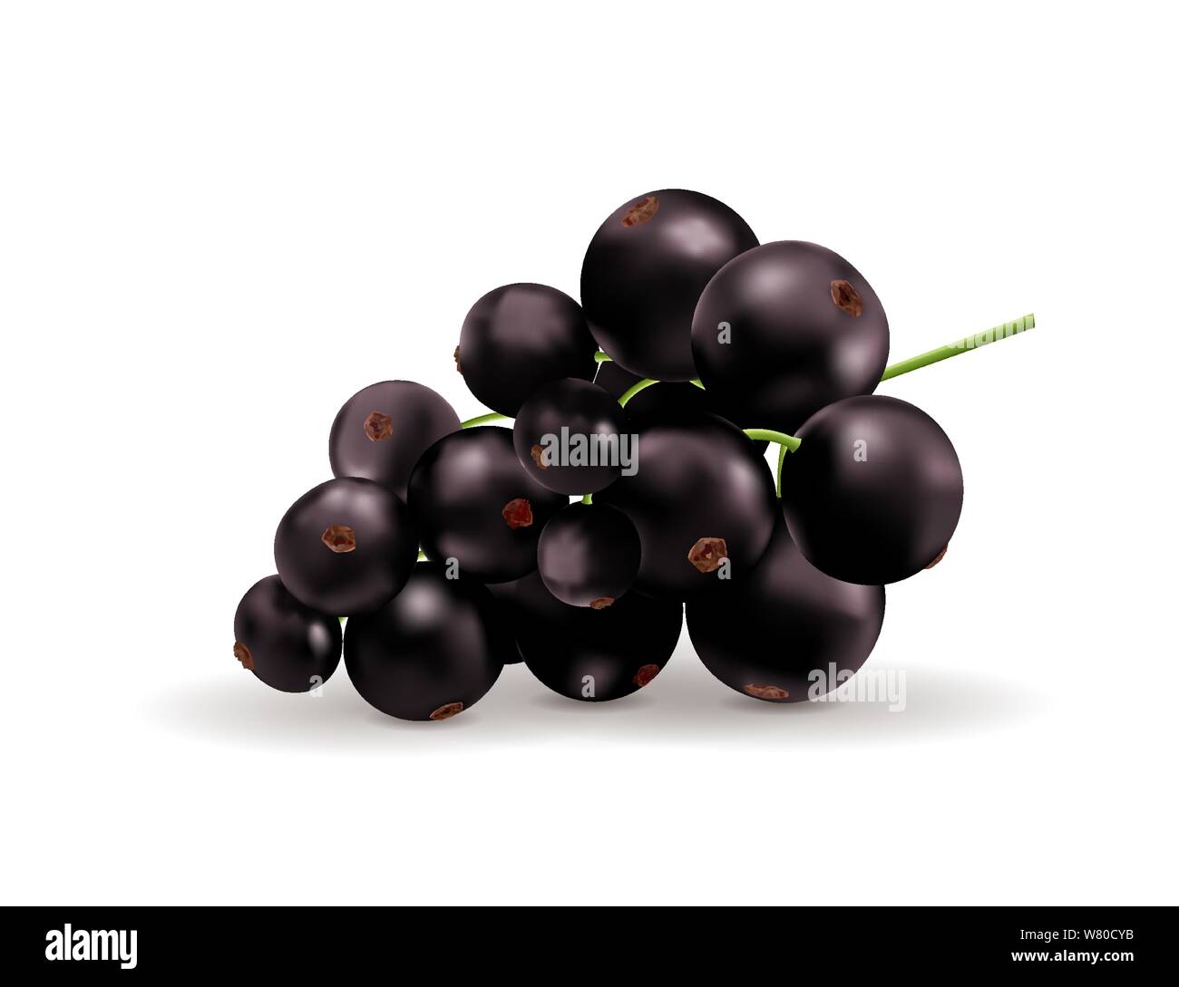 Black currant isolated on white background. Vector realistic, 3d ...