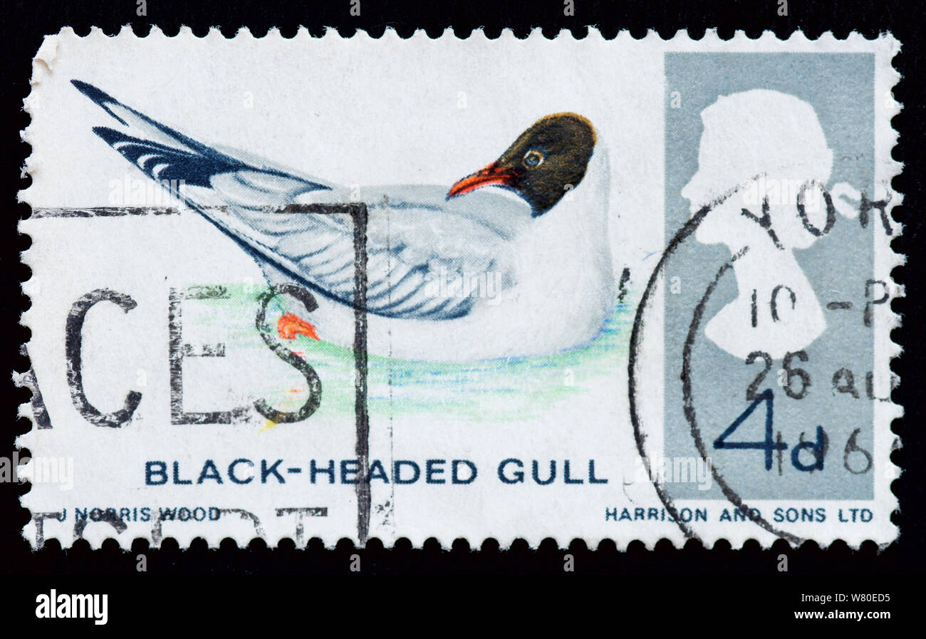 Great Britain Postage Stamp - Black-headed Gull Stock Photo - Alamy