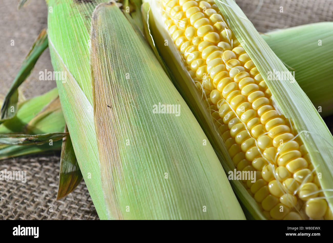 An ear of corn on gunny Stock Photo - Alamy