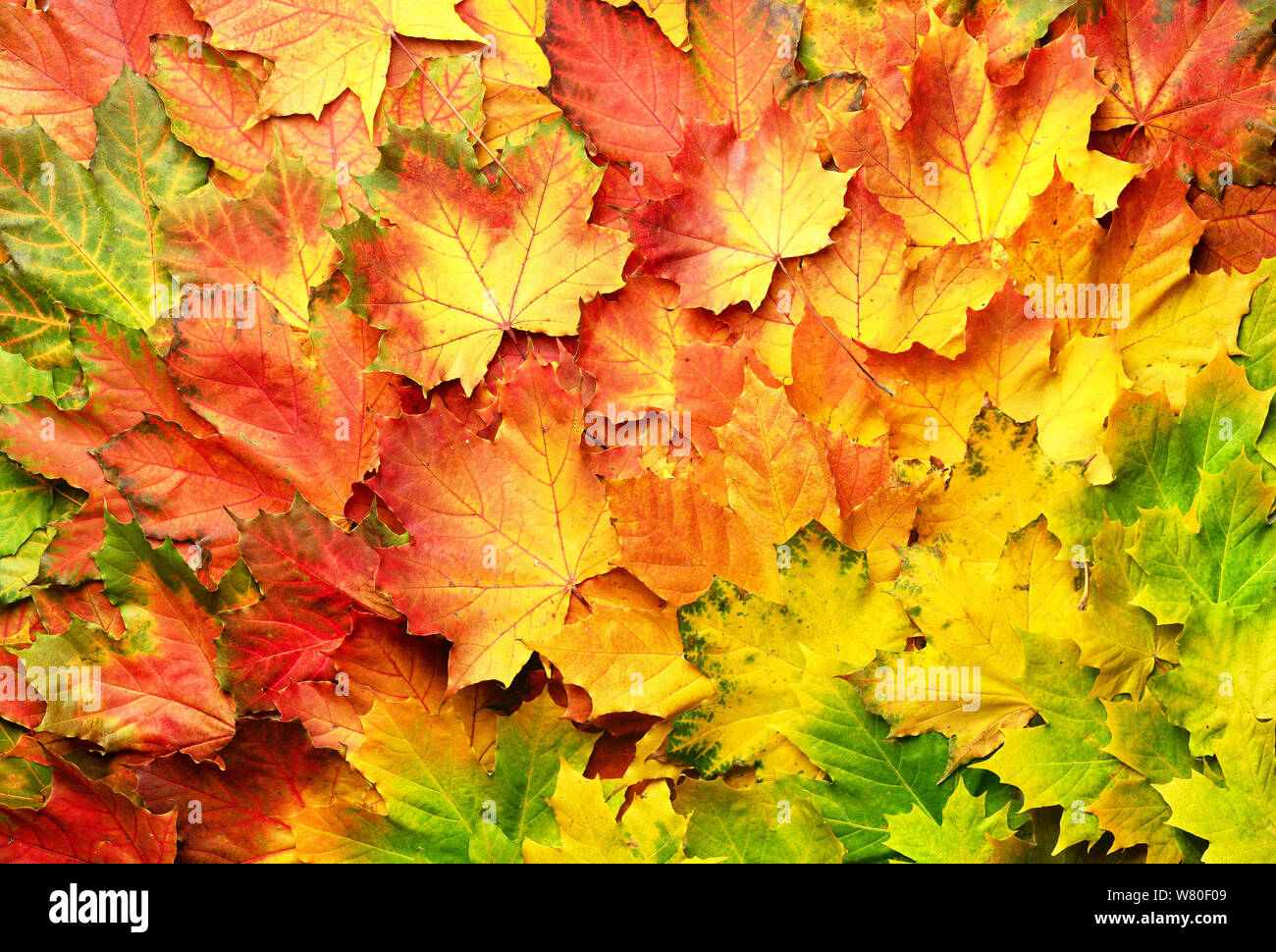 Colorful autumn leaves background with copy space. Cozy fall mood ...